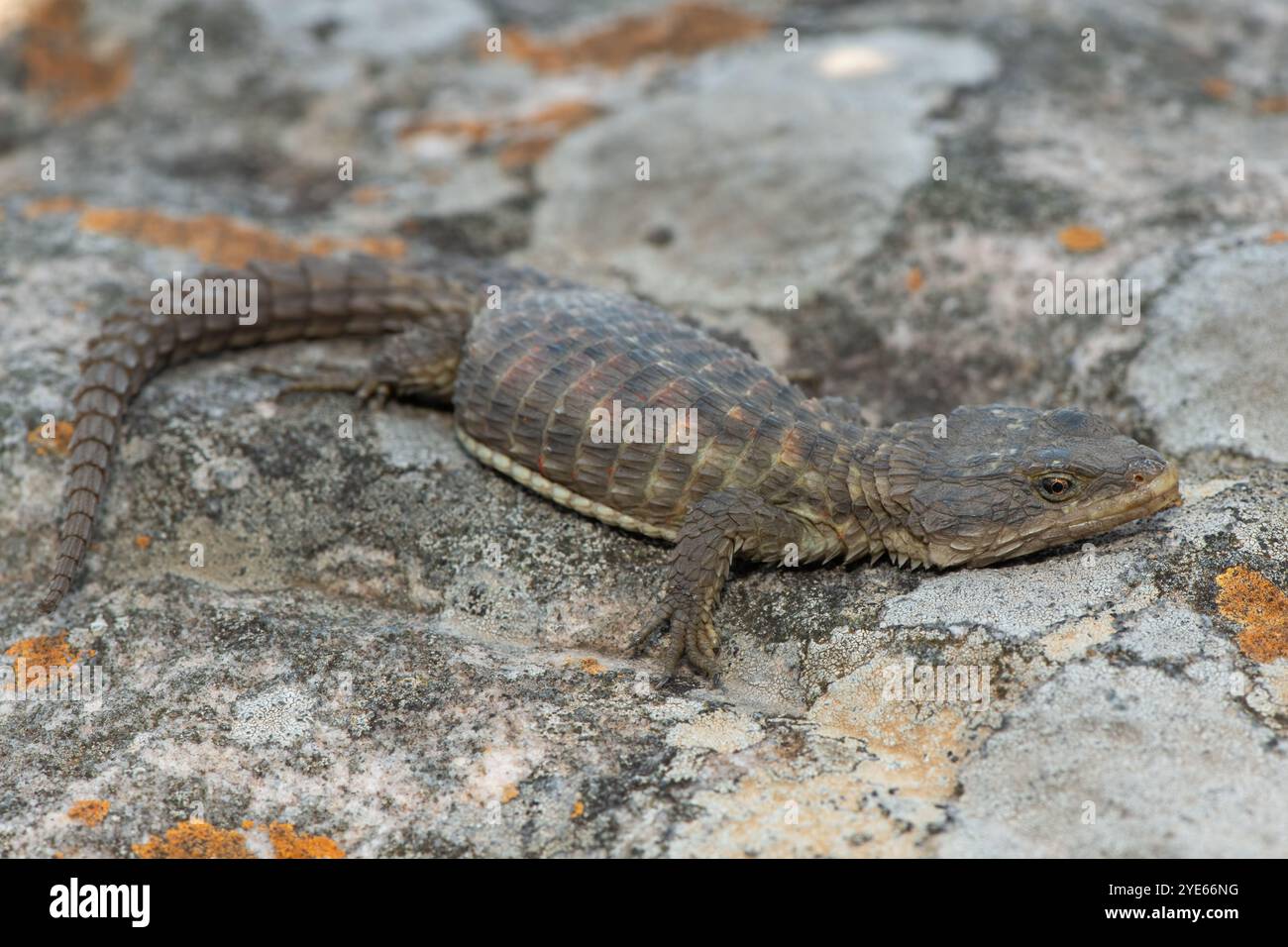 A beautiful Transvaal girdled lizard (Cordylus vittifer), also known as ...