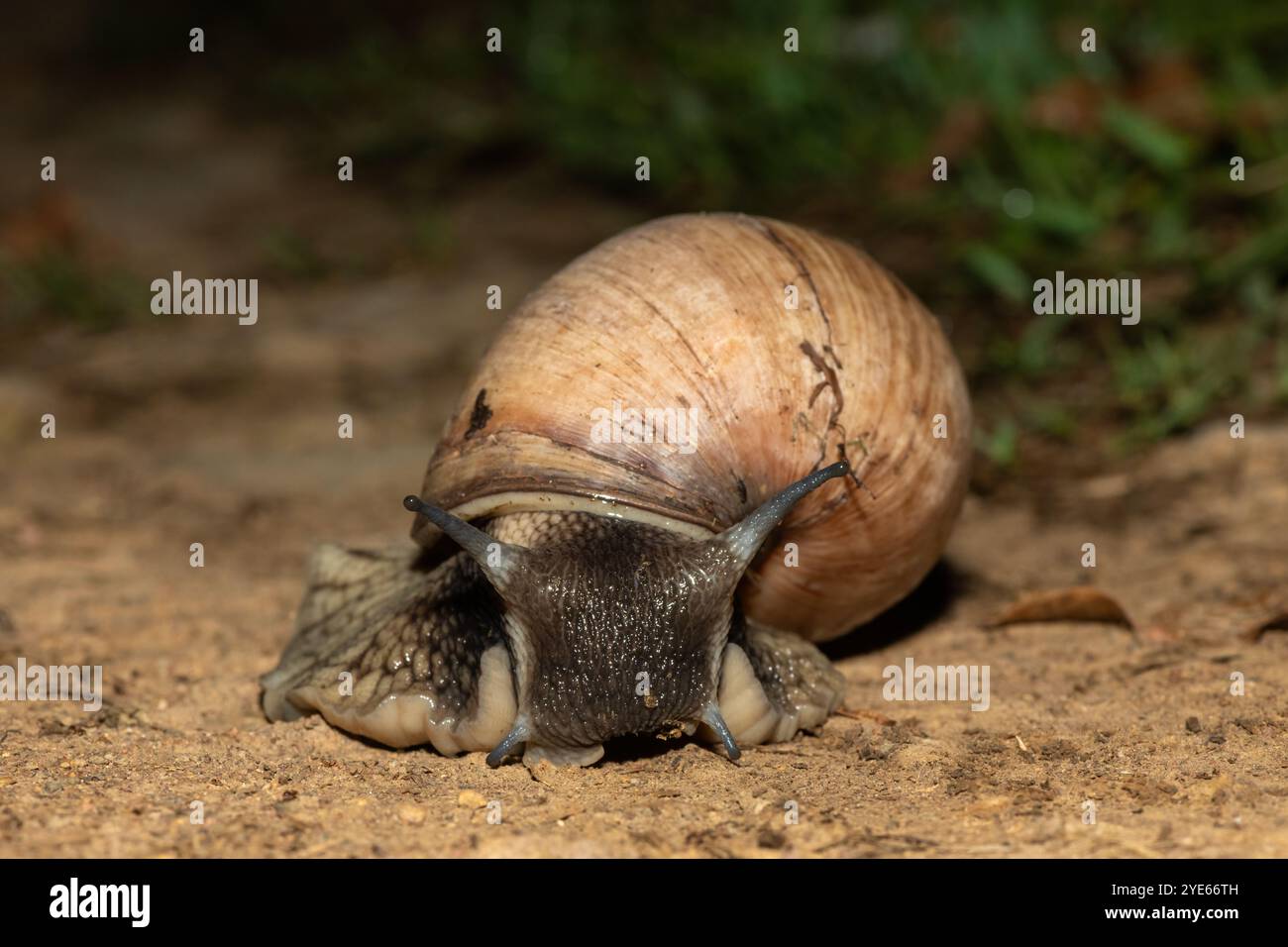 South Africa’s largest land snail, the Brownlipped Agate (Metachatina ...