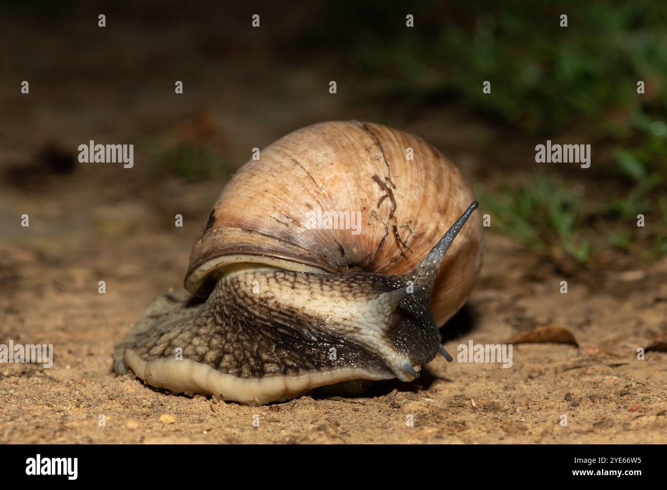 South Africa’s largest land snail, the Brownlipped Agate (Metachatina ...