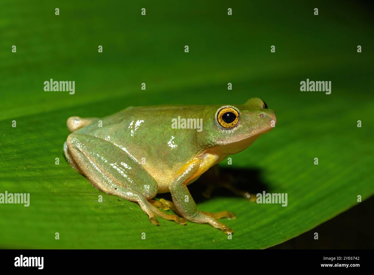 A beautiful Tinker reed frog (Hyperolius tuberilinguis) near a pond, in ...