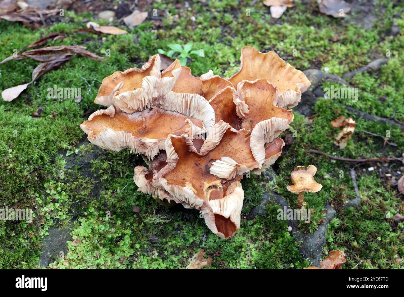 Important ecological creatures hi-res stock photography and images - Alamy