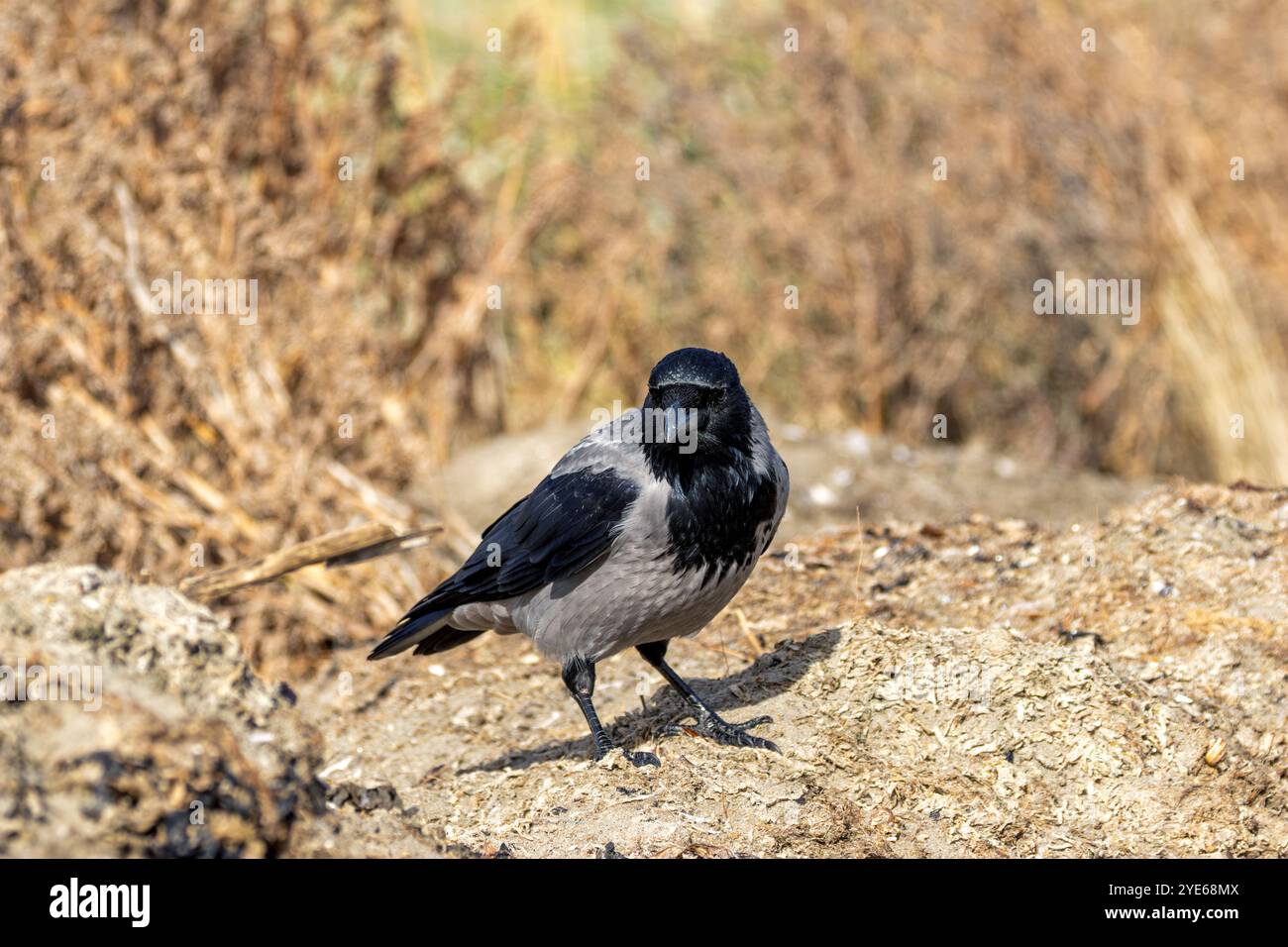Hooded Crow with grey and black plumage. Omnivorous diet of insects ...
