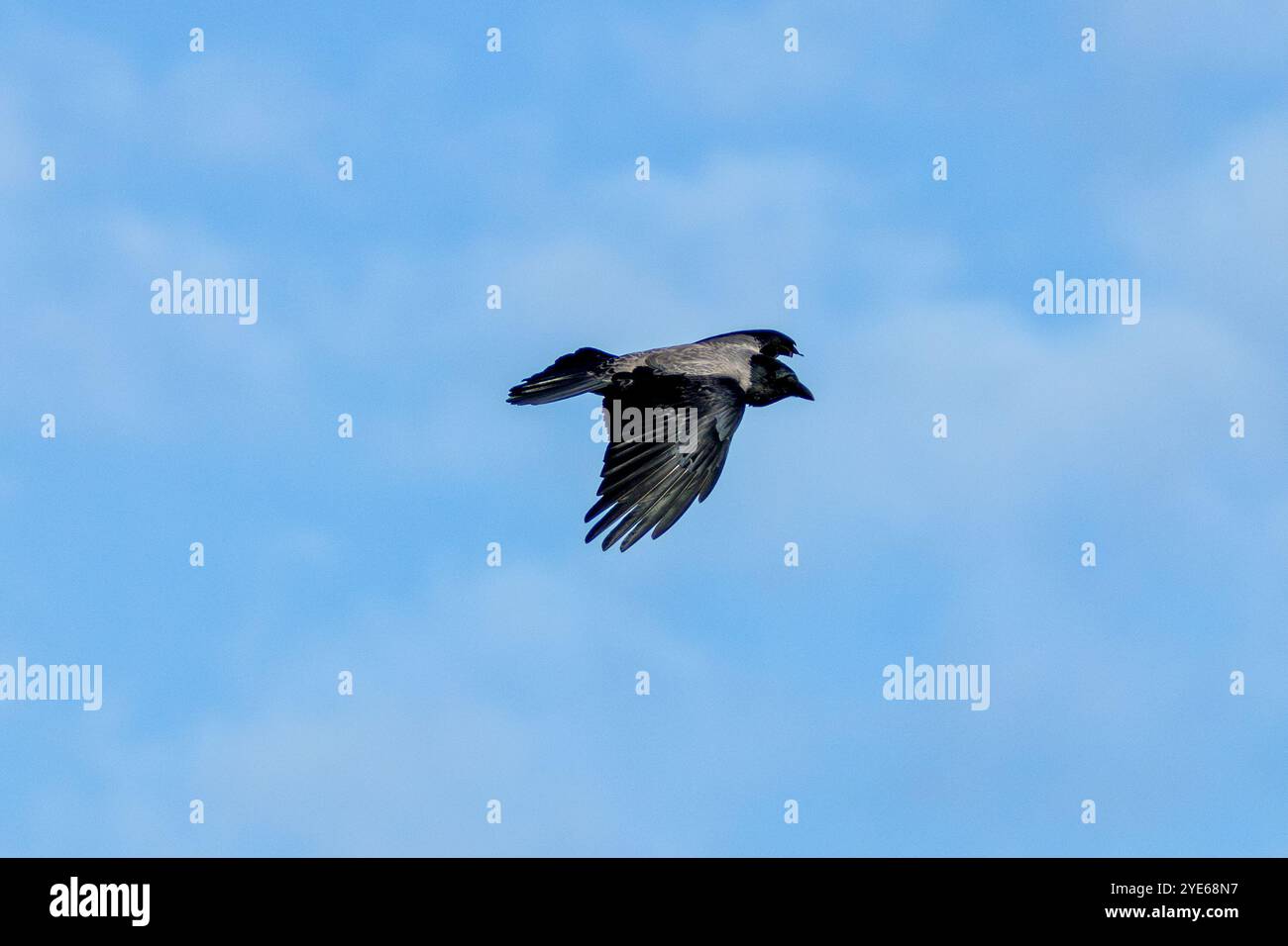 Hooded Crow with grey and black plumage. Omnivorous diet of insects ...