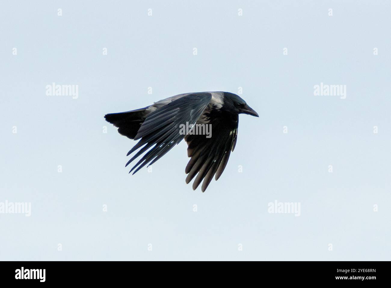 Hooded Crow with grey and black plumage. Omnivorous diet of insects ...