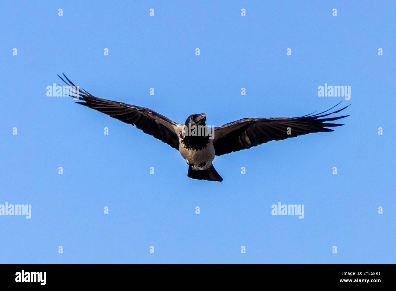 Hooded Crow with grey and black plumage. Omnivorous diet of insects ...