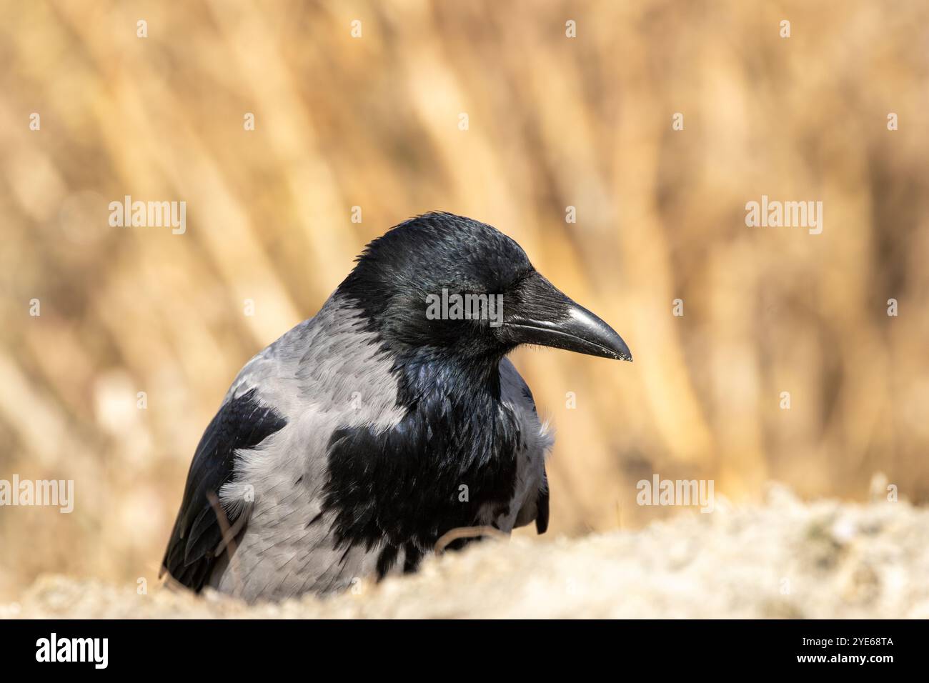 Hooded Crow with grey and black plumage. Omnivorous diet of insects ...