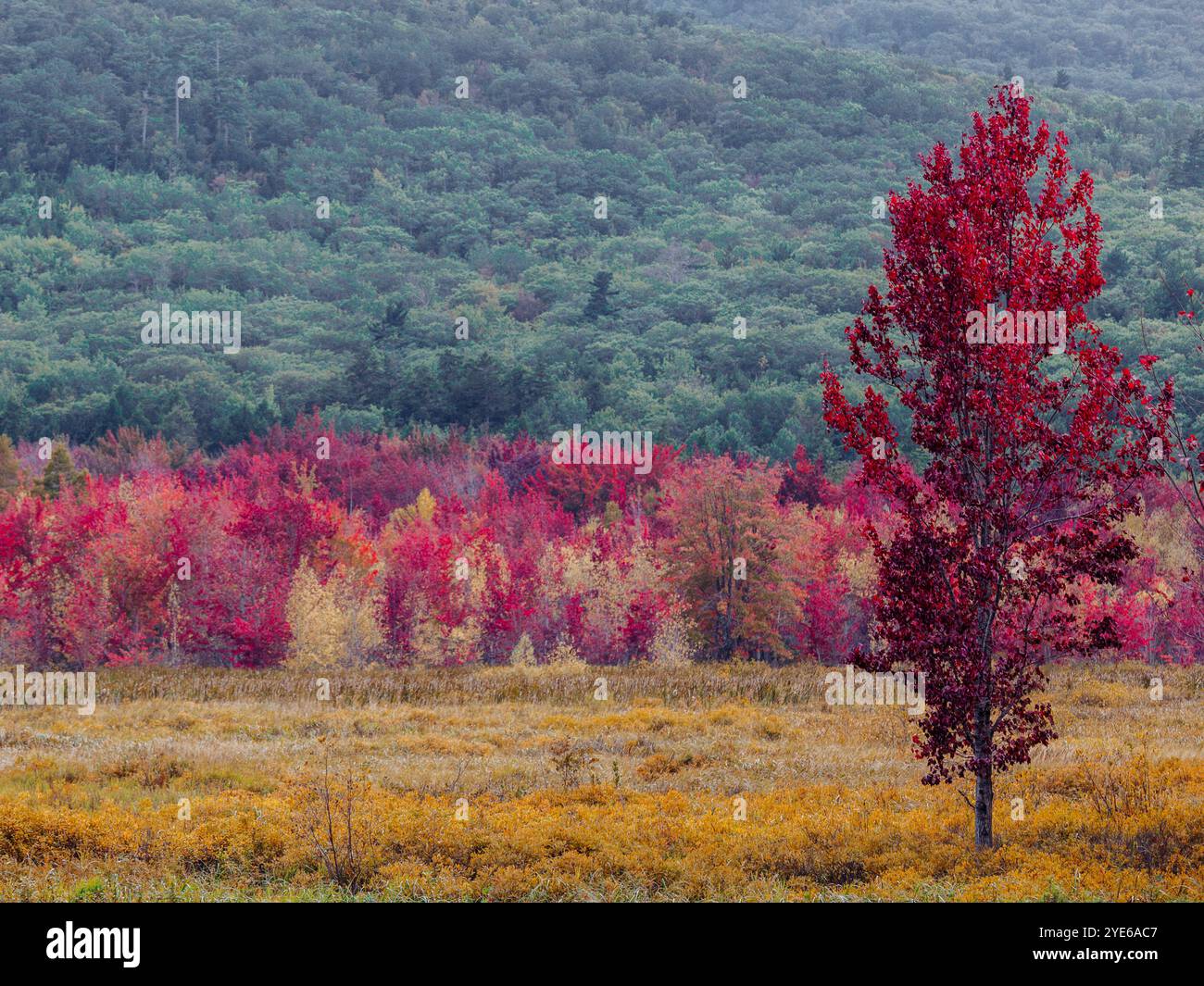 Red Tree Fall Foliage Acadia National Park Maine Stock Photo - Alamy