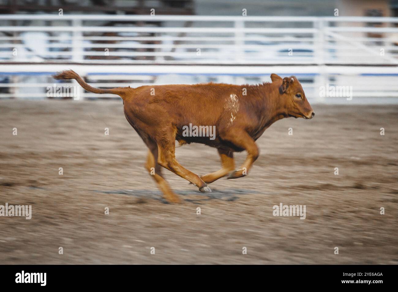 Rodeo Cow Calf Running in Arena Stock Photo - Alamy
