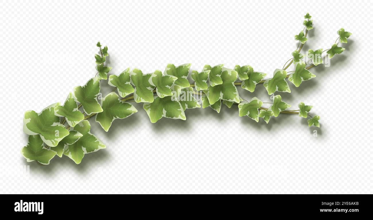 Long trailing leaf Stock Vector Images - Alamy