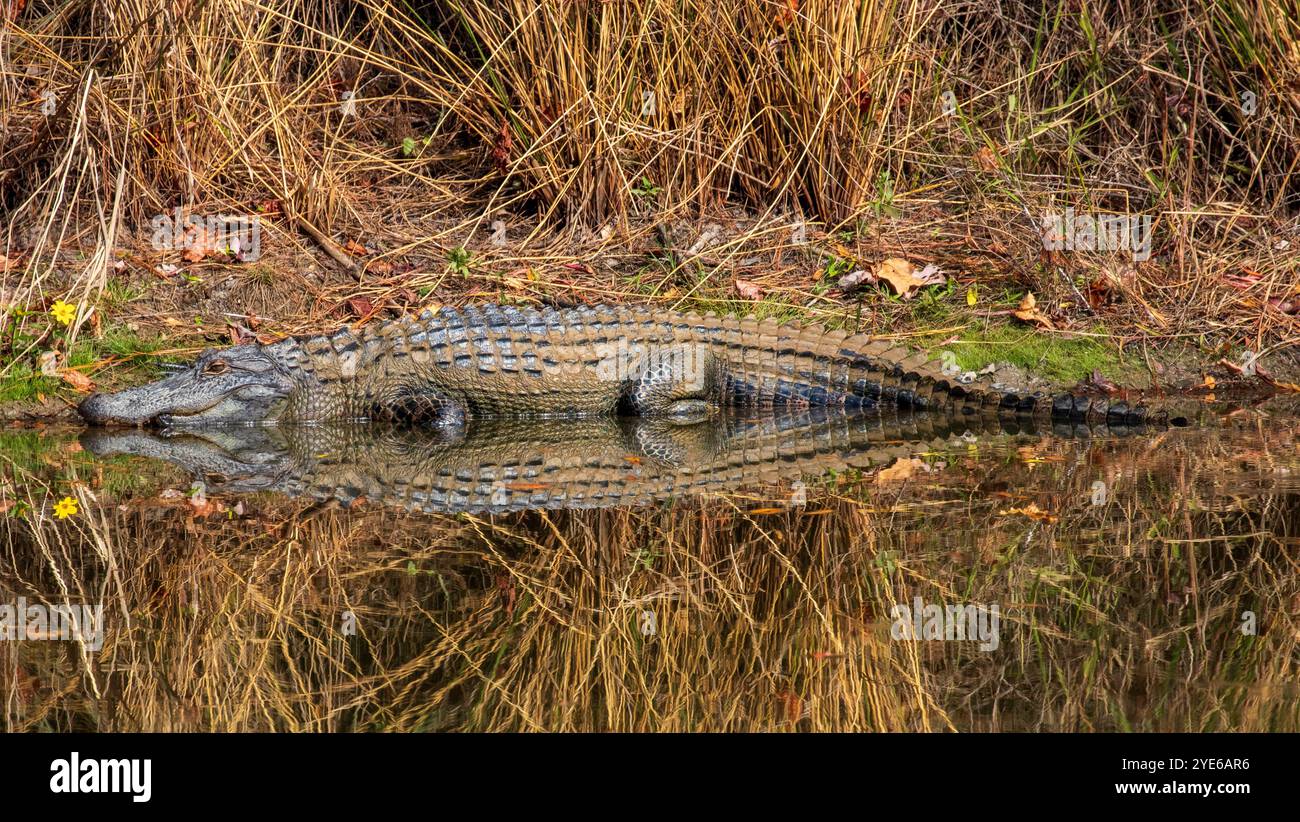 Alligator with a reflection in a pond Stock Photo - Alamy