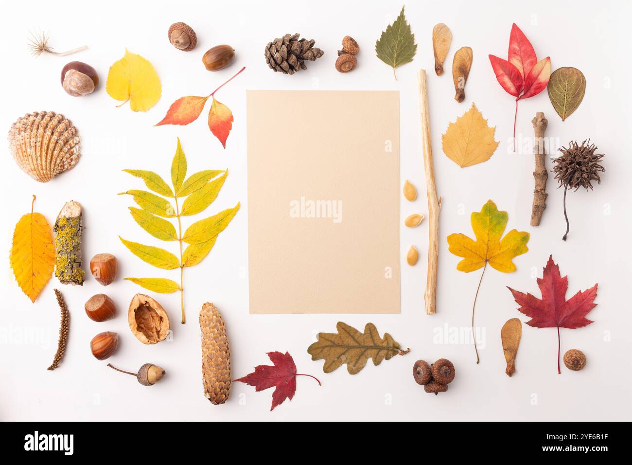 acorns, pine cones, and other seed pods scattered among the leaves. The arrangement forms a ...