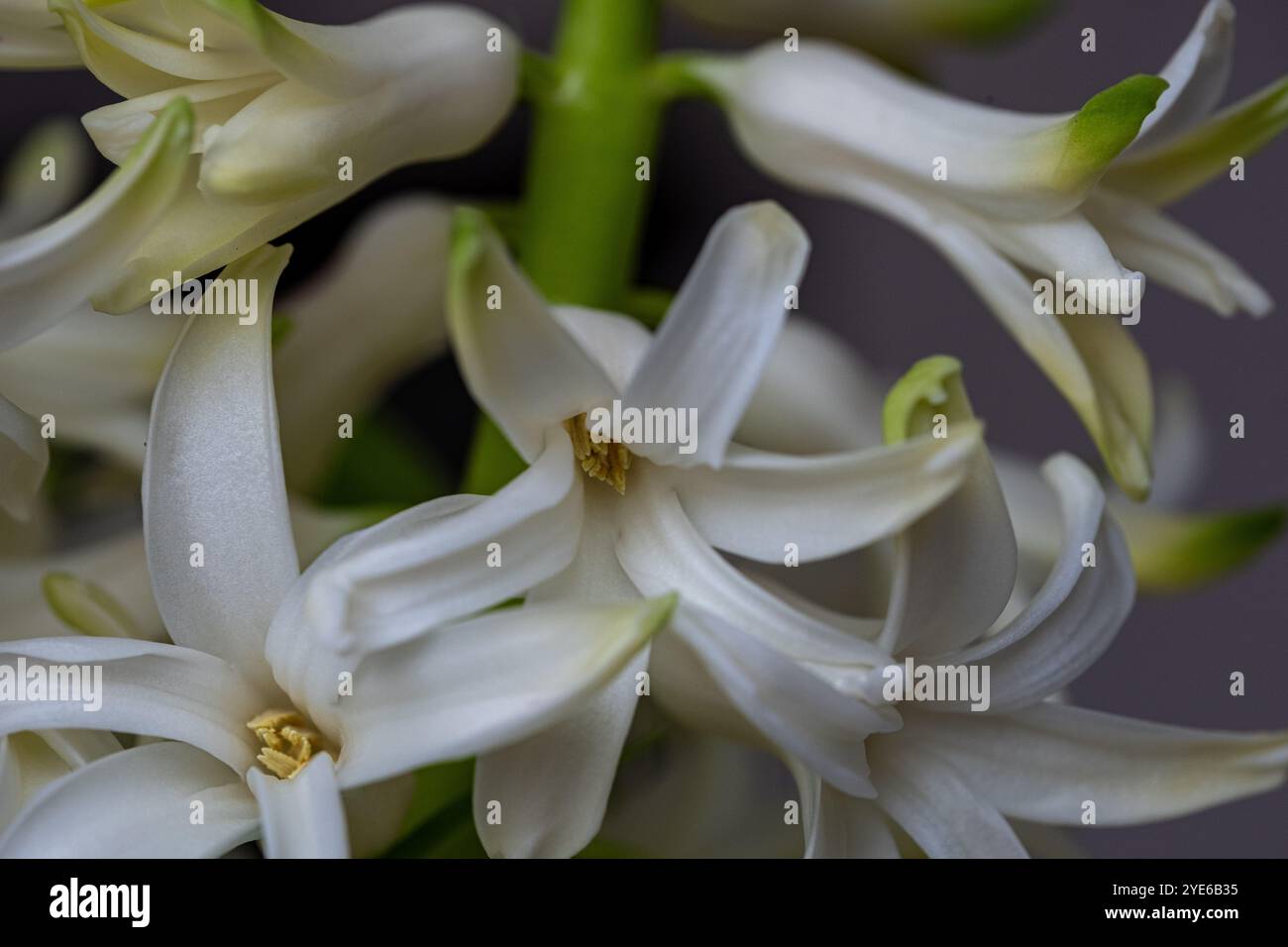 Displays vibrant petals hi-res stock photography and images - Alamy