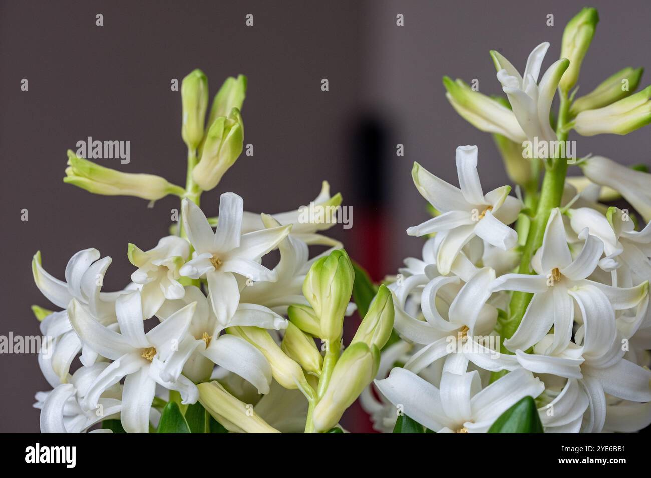 Vibrant spring flowers displays hi-res stock photography and images - Alamy