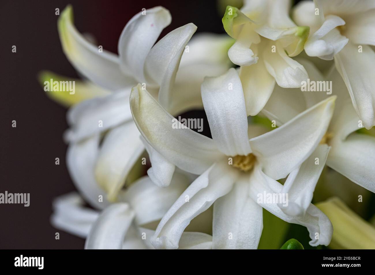 Soft white blooms with slender petals emerge, highlighting their ...