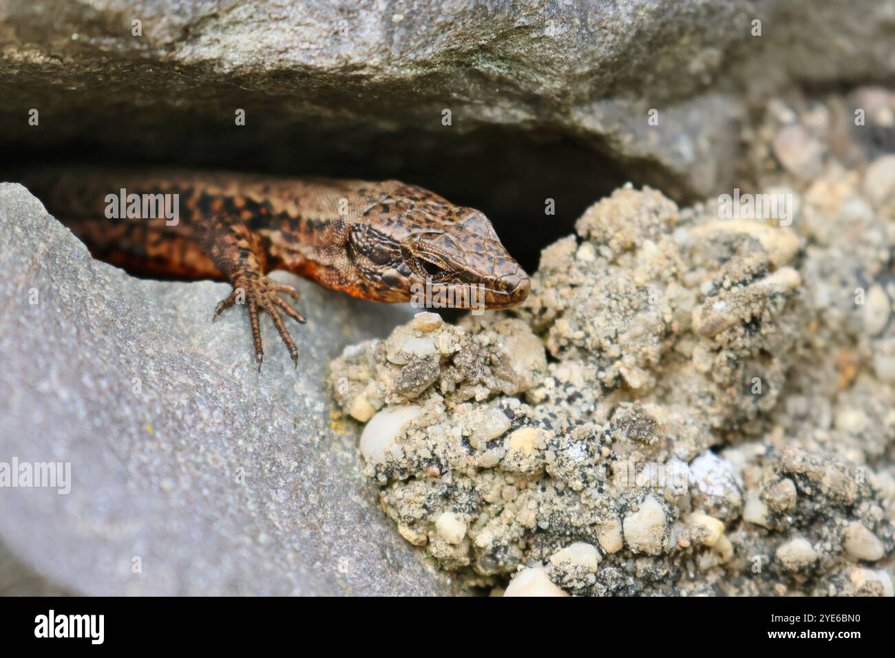 common wall lizard (Lacerta muralis, Podarcis muralis), looks out of ...