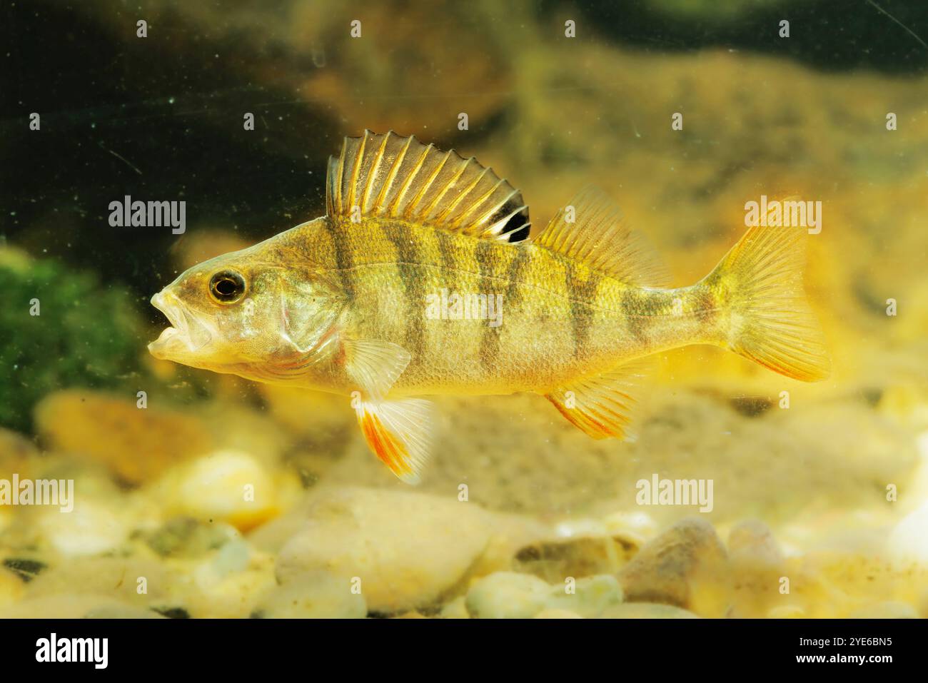 Big scaled hi-res stock photography and images - Alamy