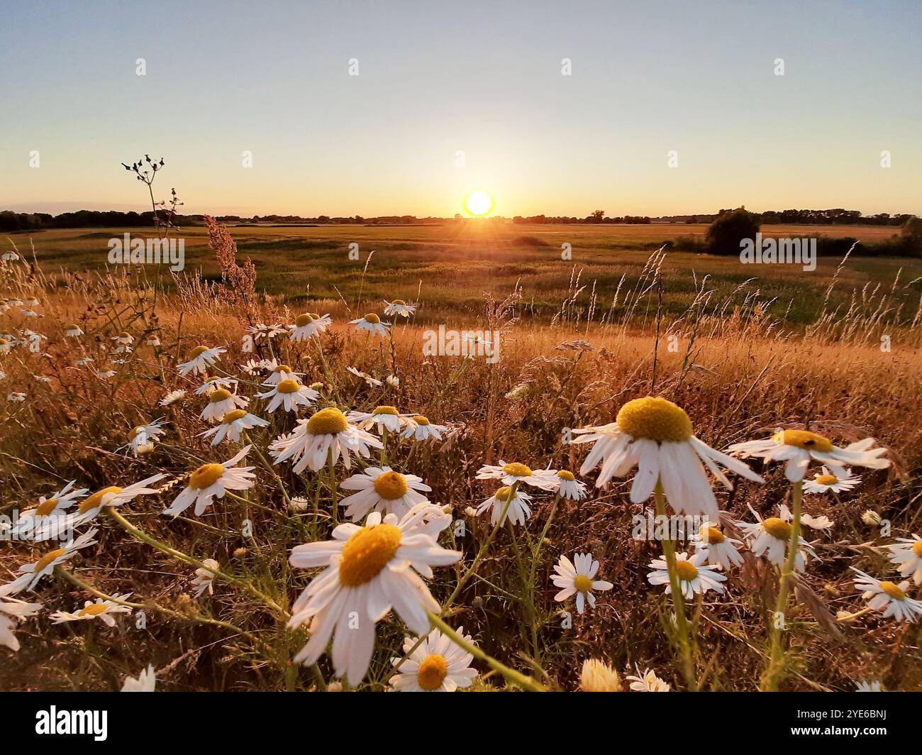 Scentless mayweed, Scentless chamomile (Tripleurospermum perforatum ...