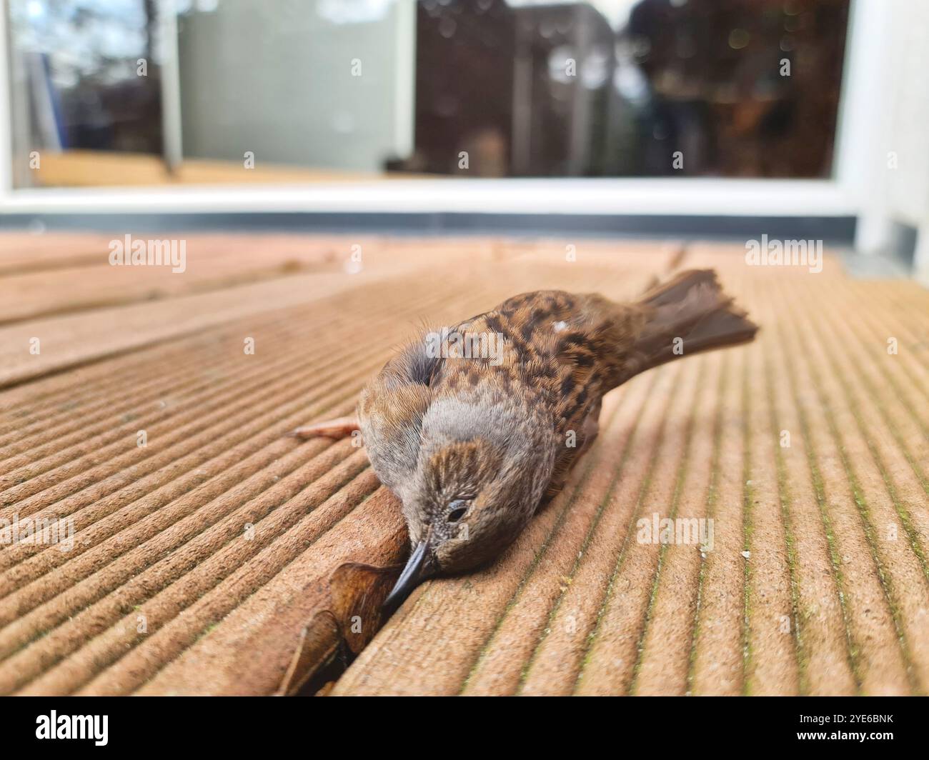 dunnock (Prunella modularis), Dead dunnock on a terrace, flew in front ...