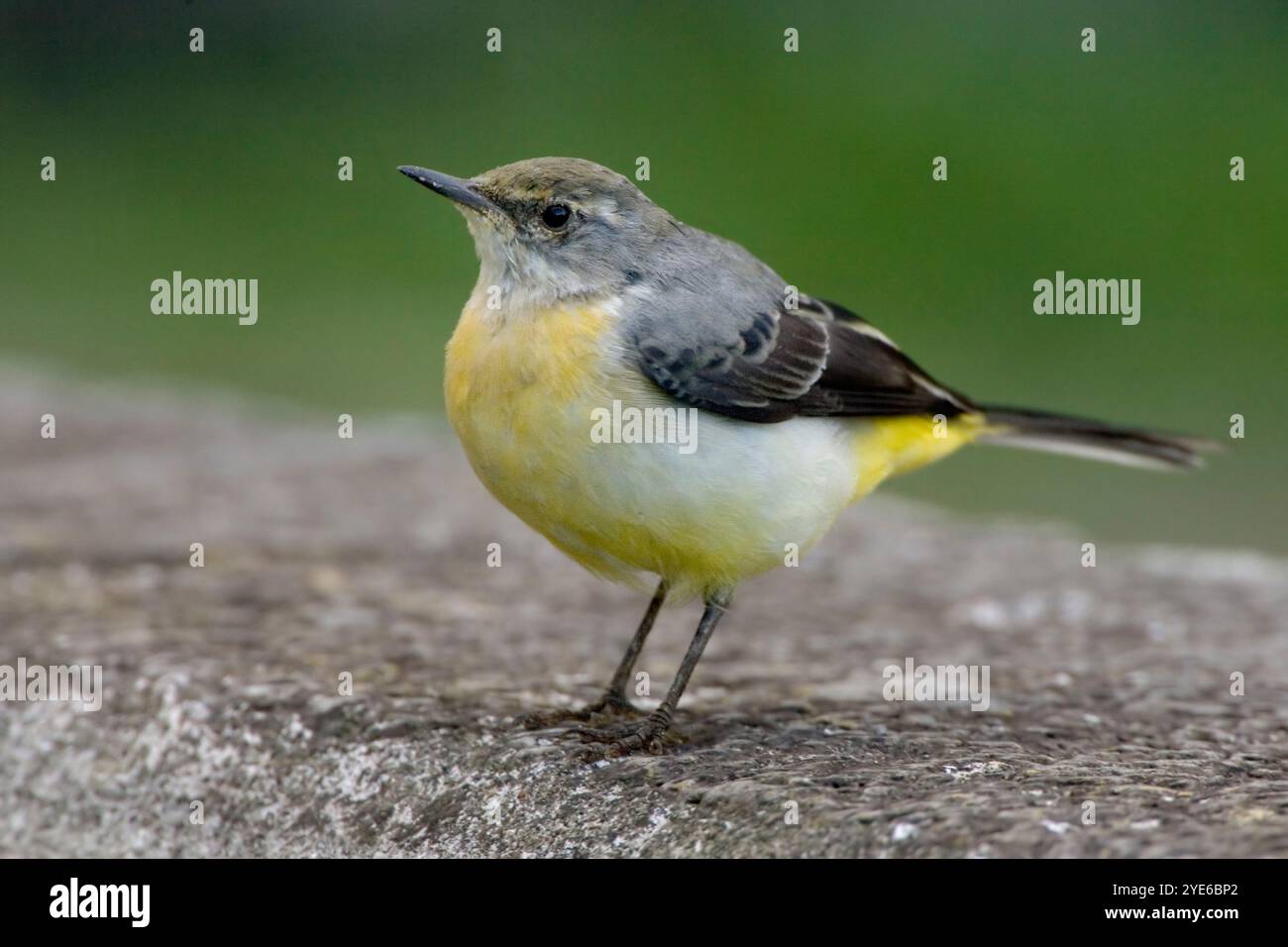 grey wagtail (Motacilla cinerea), male in winter plumage perching on a ...
