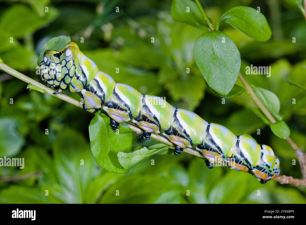 Giant Owl Moth (Brahmaea hearseyi), Caterpillar, home: Rainforests of ...