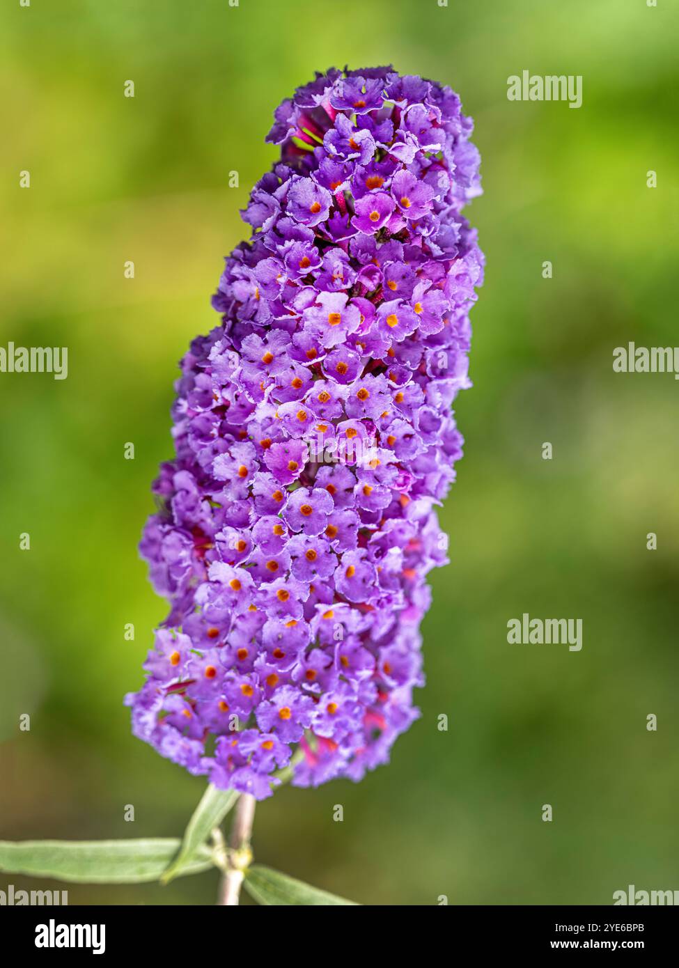Butterfly bush, Violet butterfly bush, Summer lilac, Butterfly-bush ...
