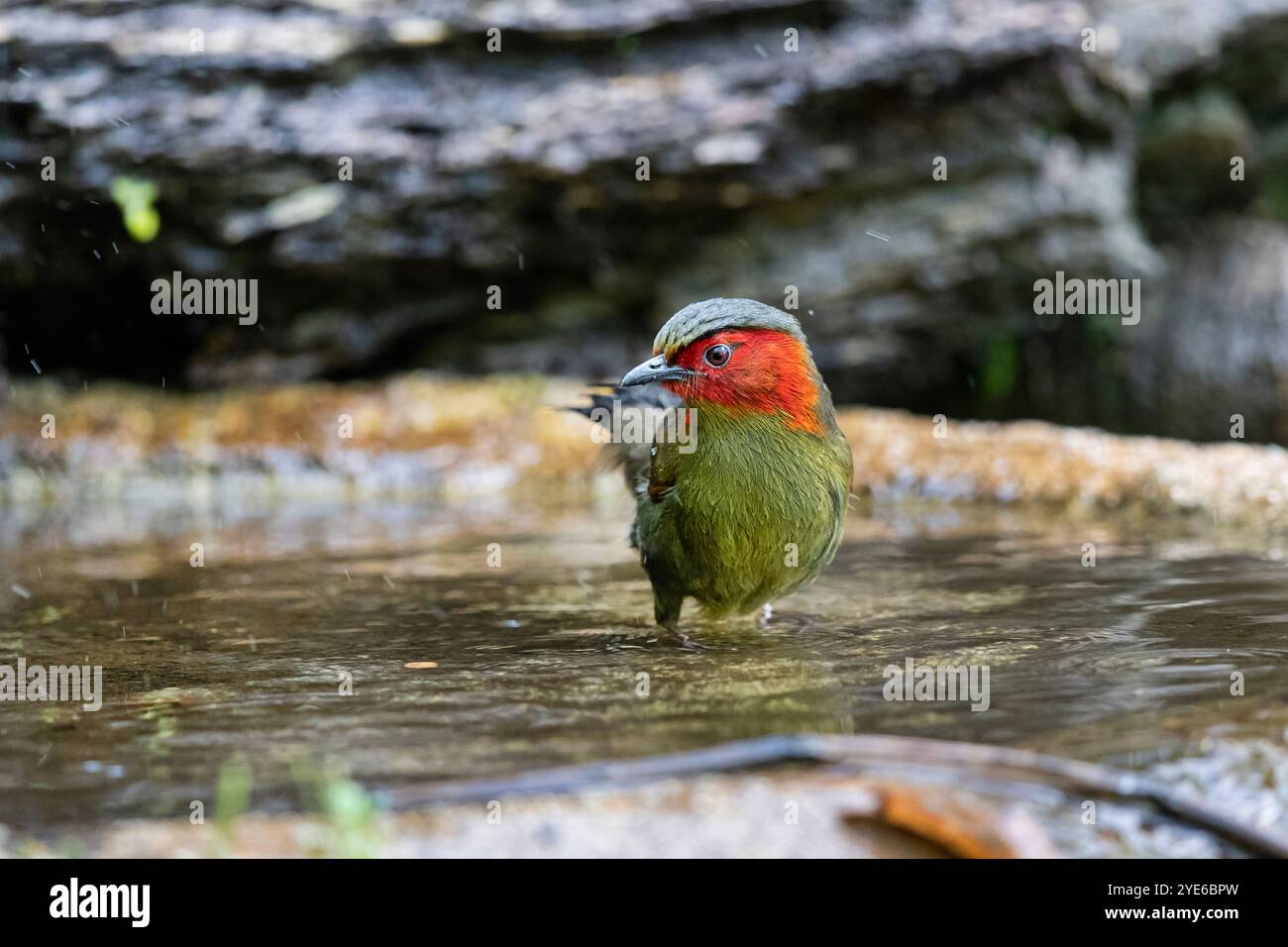 Scarlet faced liocichlas hi-res stock photography and images - Alamy