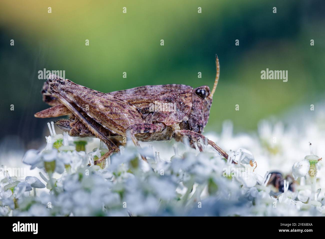 Twospotted groundhopper (Tetrix bipunctata), sitting on white blossoms ...