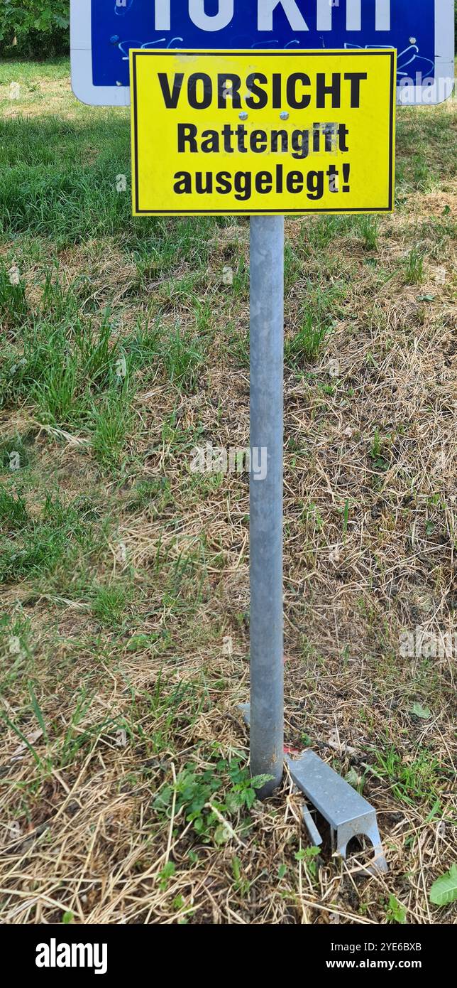 Brown rat, Common brown rat, Norway rat, Common rat (Rattus norvegicus ...