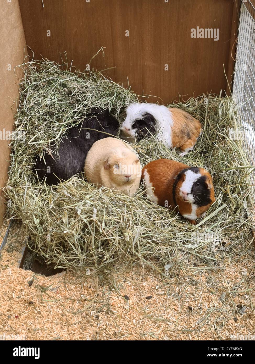 Domestic Guinea pig, domestic cavy, cavy, guinea pig (Cavia aperea f ...