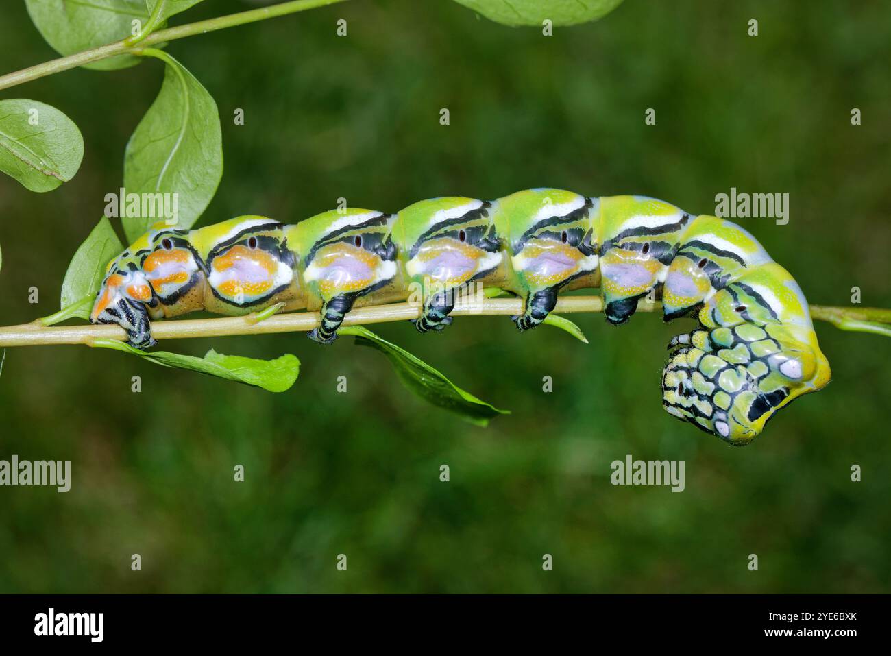 Giant Owl Moth (Brahmaea hearseyi), Caterpillar, home: Rainforests of ...