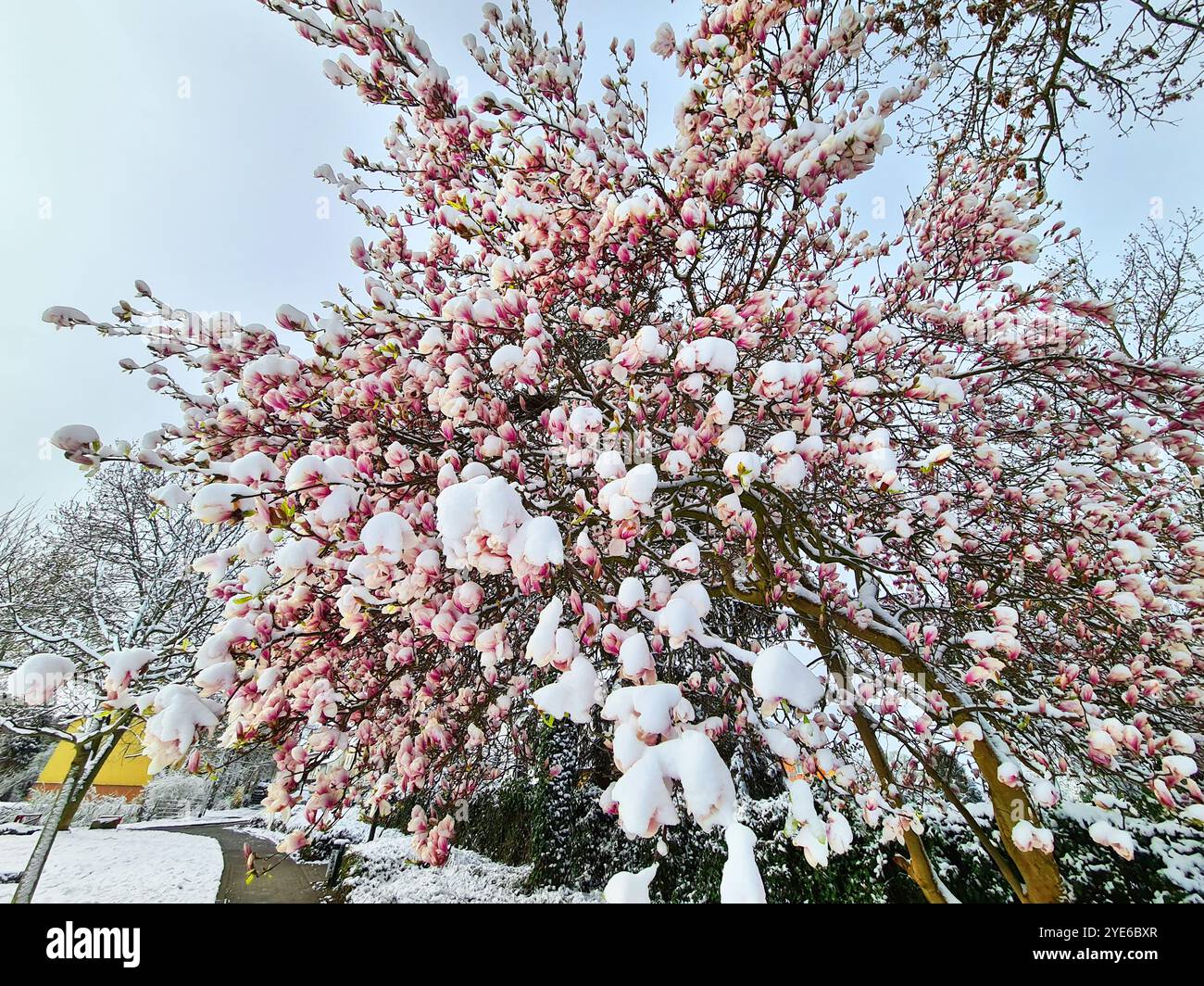 saucer magnolia (Magnolia x soulangiana, Magnolia soulangiana, Magnolia ...