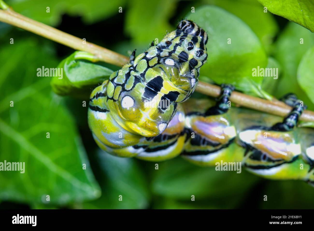 Giant Owl Moth (Brahmaea hearseyi), Caterpillar, head, home ...