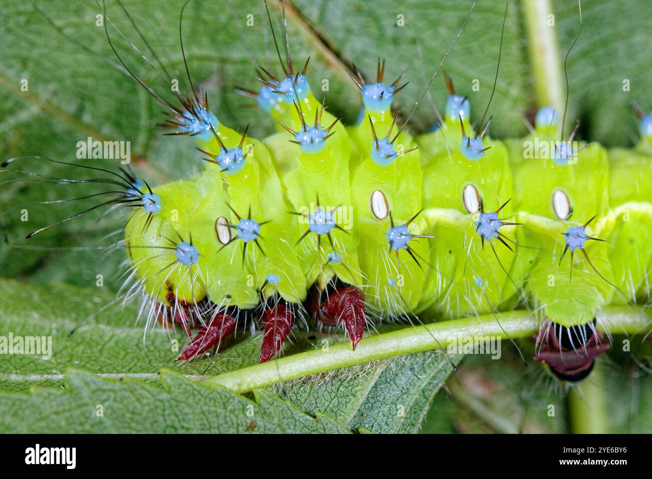 Large Emperor Moth, Giant Peacock Moth, Great Peacock Moth, Giant ...