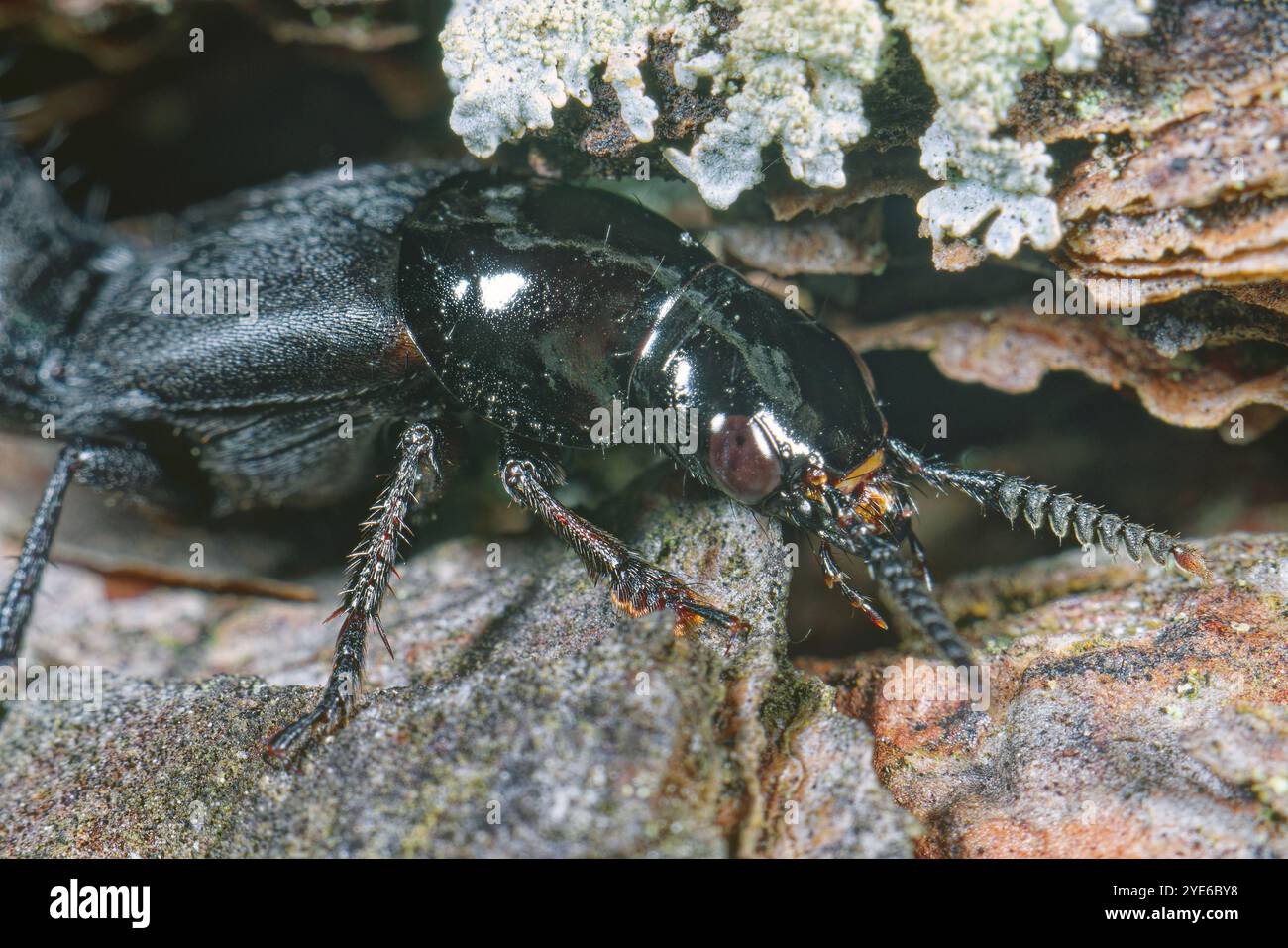 Hornet rove beetles hi-res stock photography and images - Alamy
