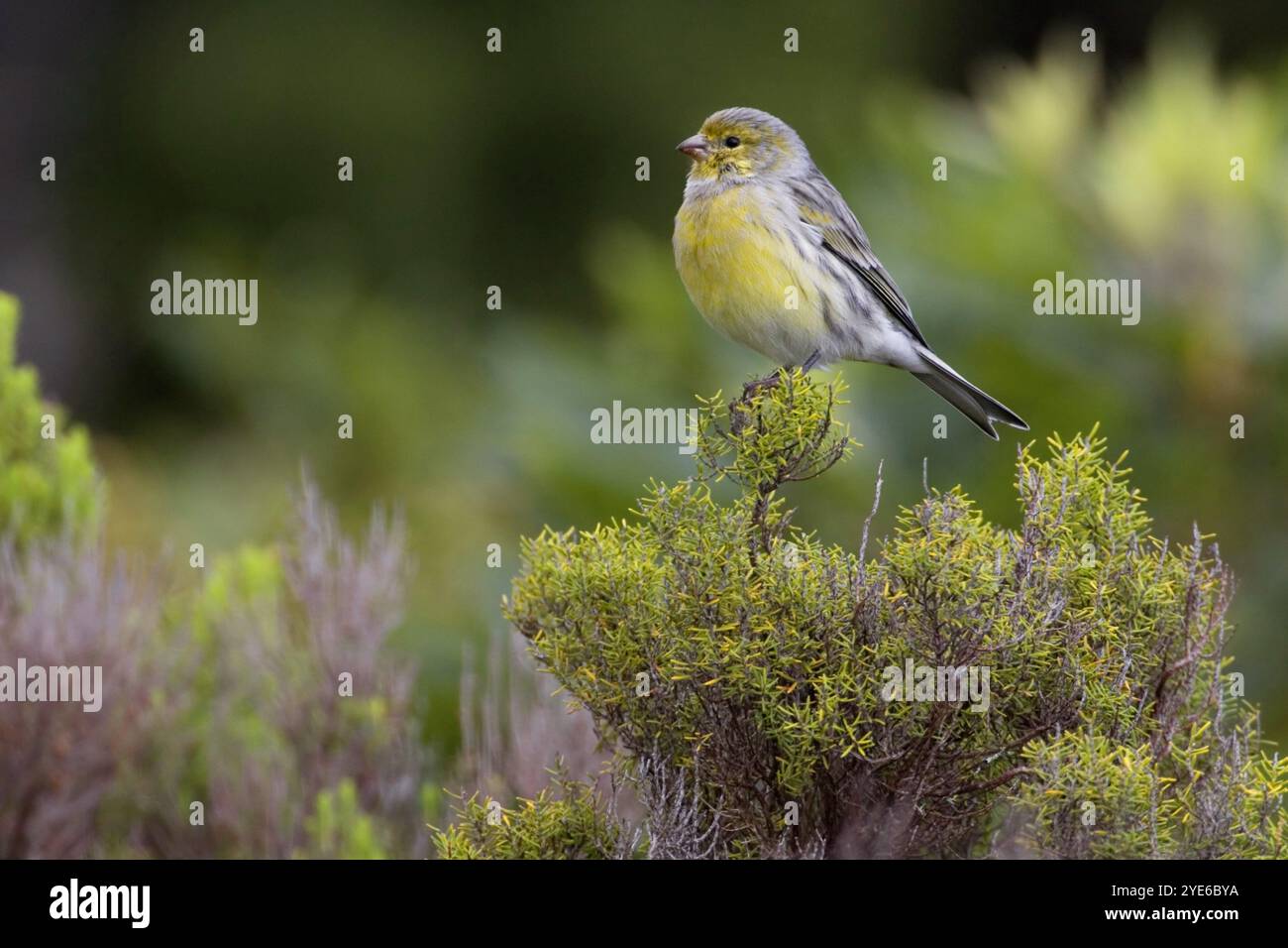 Island canary, Atlantic Canary (Serinus canaria), male perching on a ...