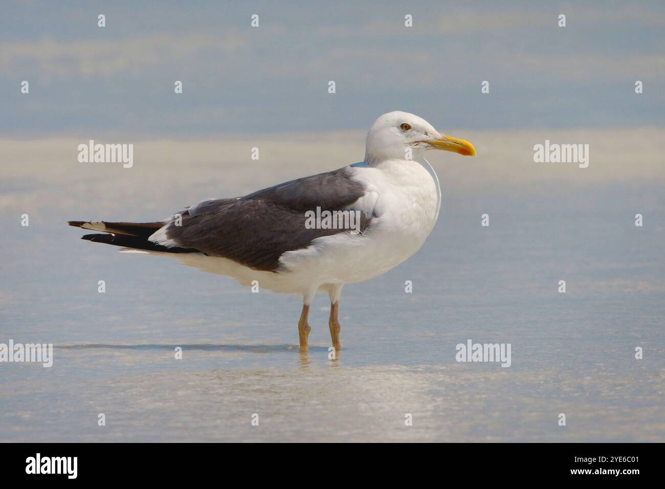 Siberian Gull, Kola Lesser Black-backed Gull, Heuglin's Gull (Larus ...