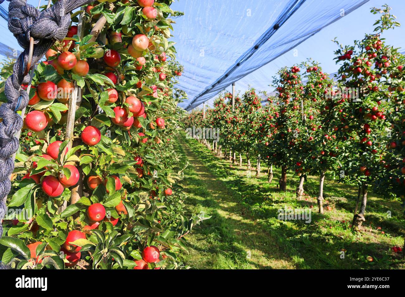 apple tree (Malus domestica), Apple crops under hail protection nets ...