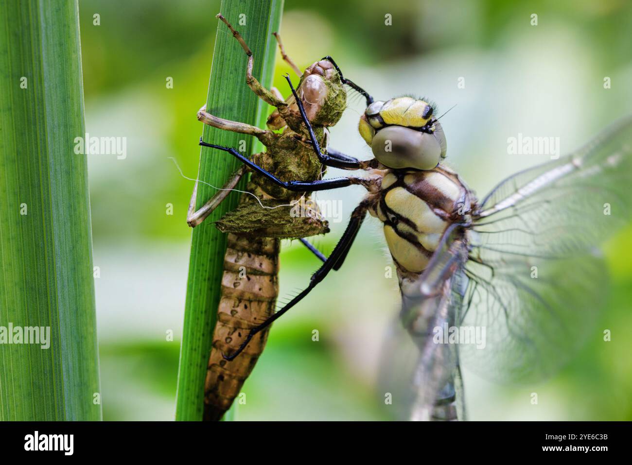 blue-green darner, southern aeshna, southern hawker (Aeshna cyanea ...