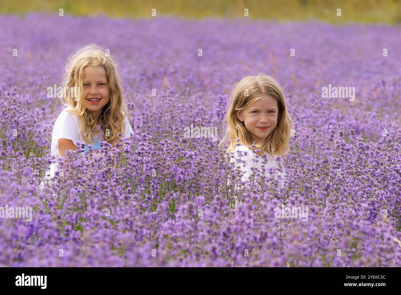 English lavender (Lavandula angustifolia, Lavandula officinalis), two ...