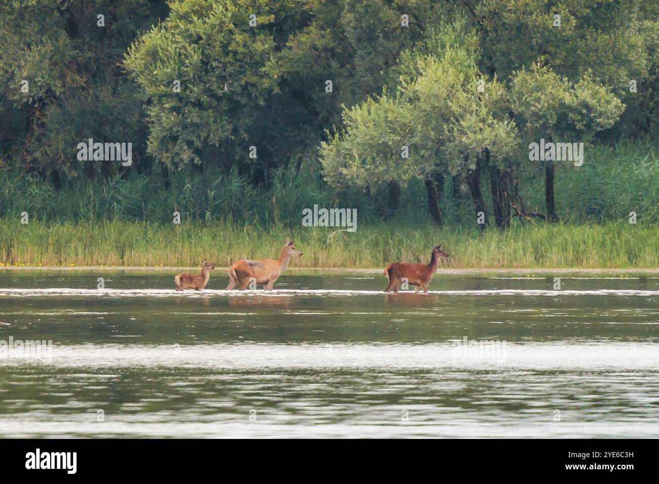 red deer (Cervus elaphus), doe with yearling and calf, wading in the ...