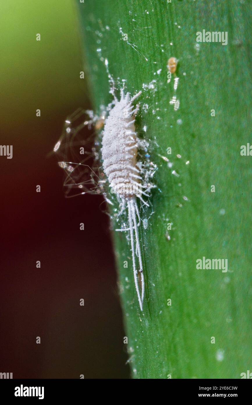 Mealybug (Pseudococcidae), mealybug suck on poinsettia, Euphorbia milii ...