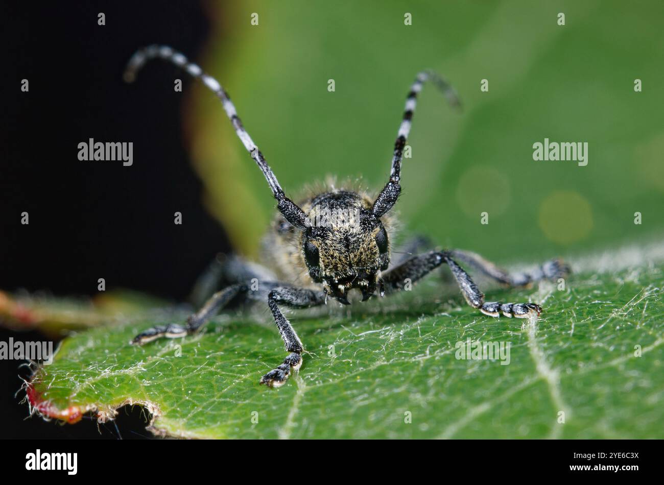 Small poplar longhorn beetles hi-res stock photography and images - Alamy