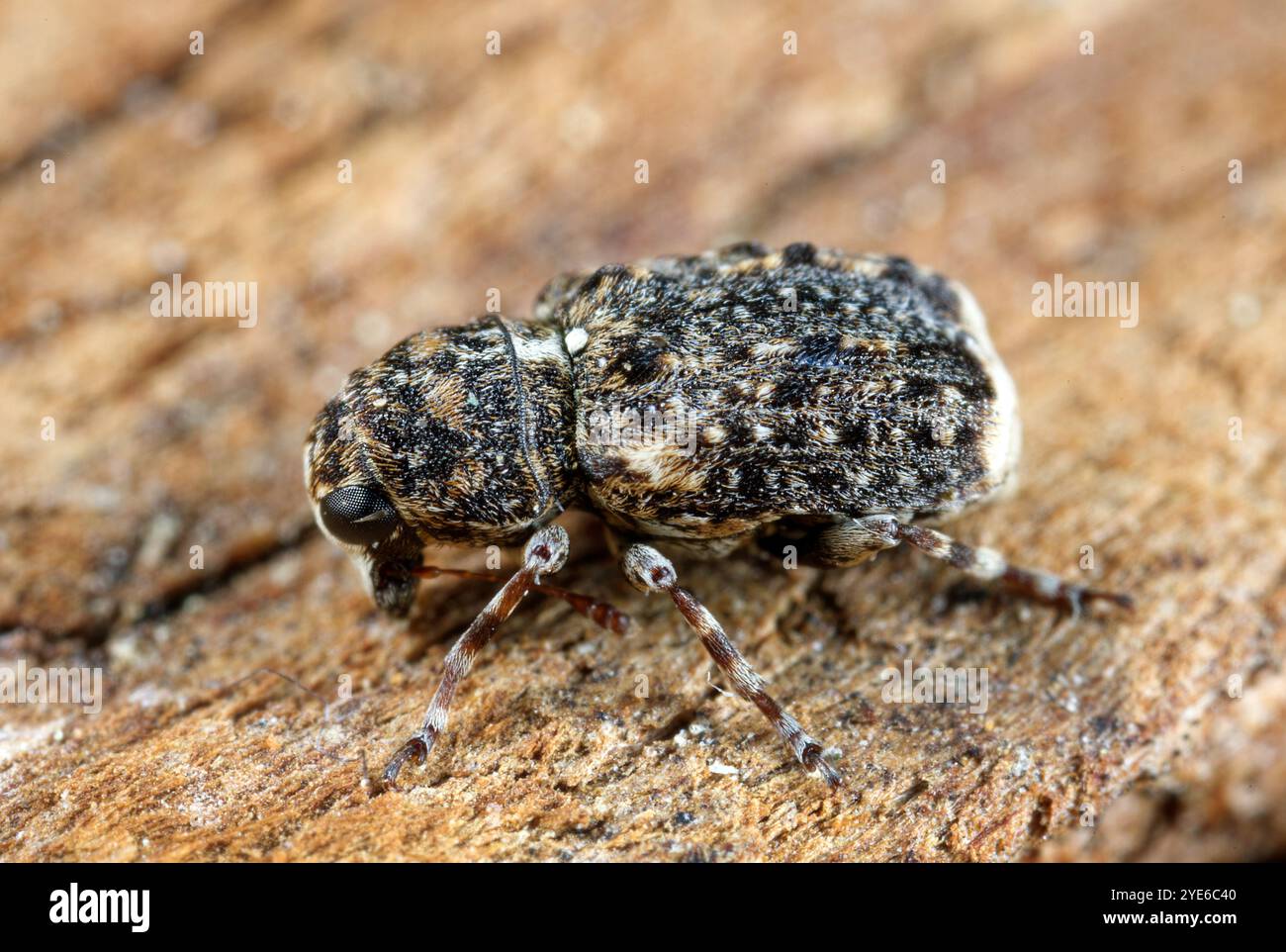 Fungus weevil (Dissoleucas niveirostris), side view, full-length view ...