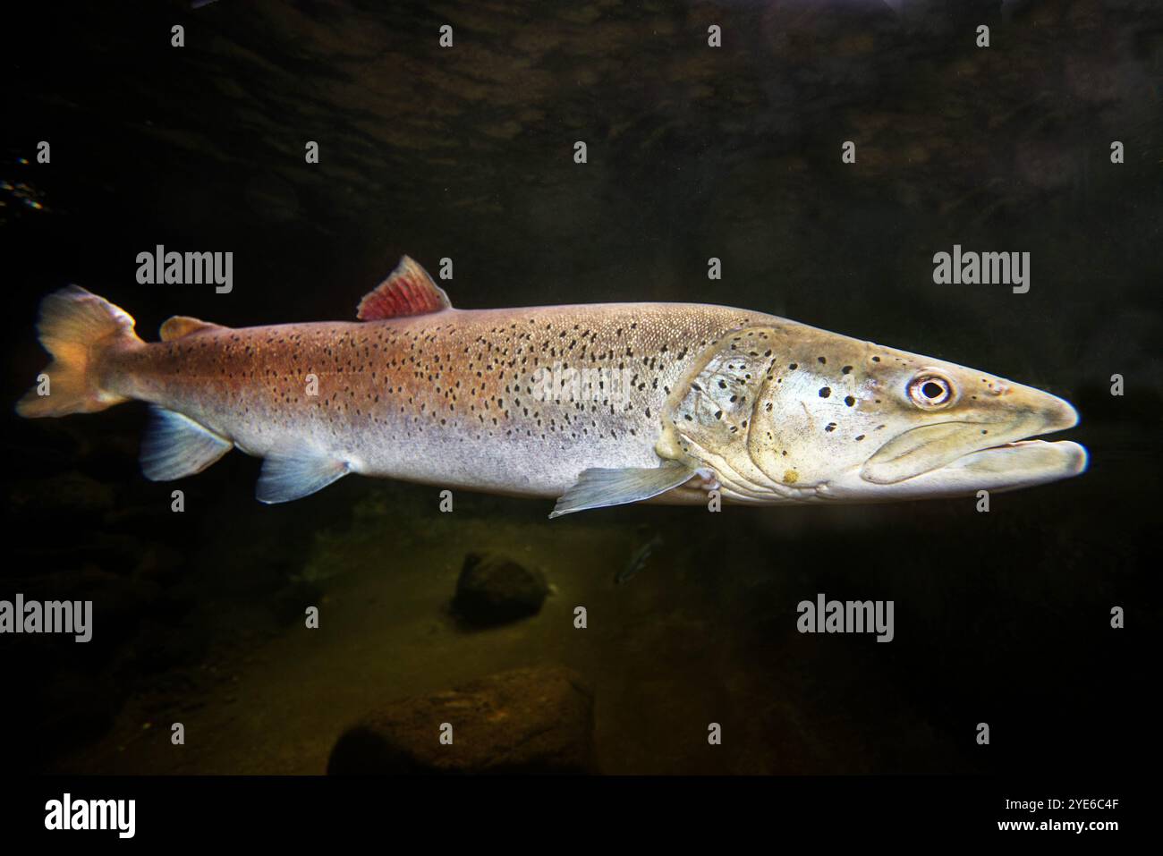 Danube salmon, huchen (Hucho hucho), full-length portrait, side view ...