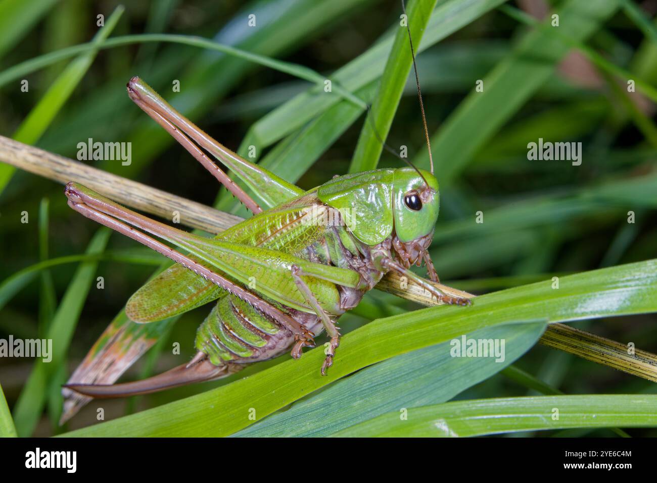 wart-biter, wart-biter bushcricket (Decticus verrucivorus), sitting ...