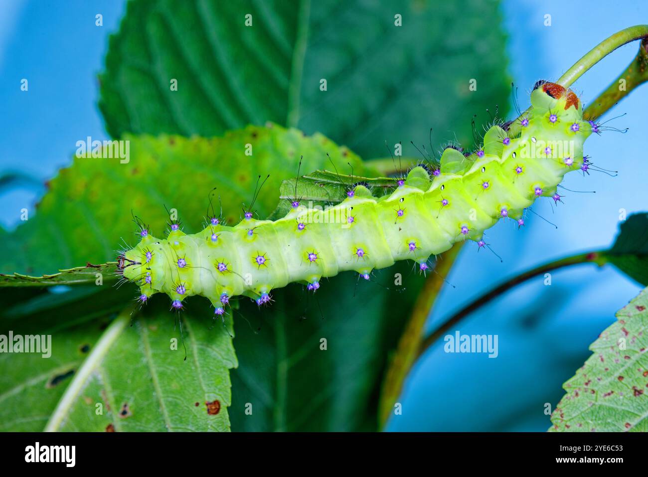 Large Emperor Moth, Giant Peacock Moth, Great Peacock Moth, Giant ...