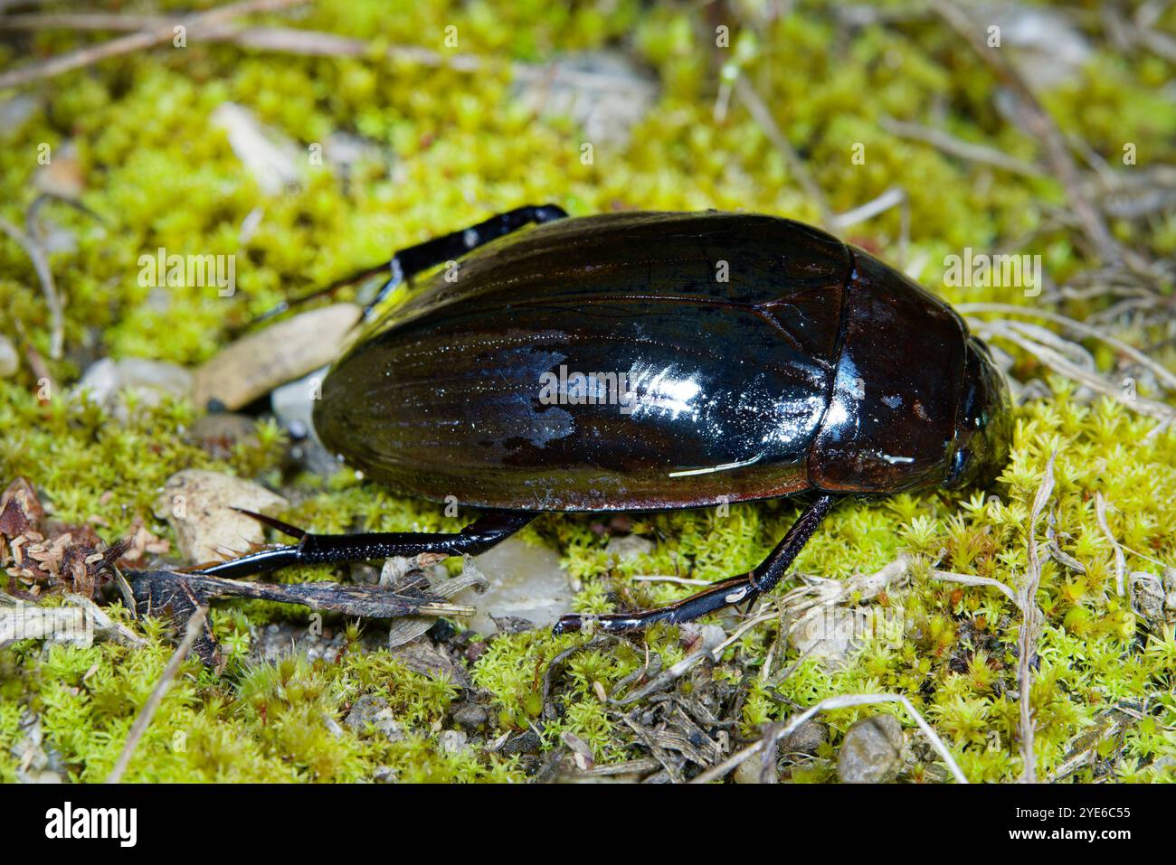 Greater silver beetle, Great black water beetle, Great silver water ...