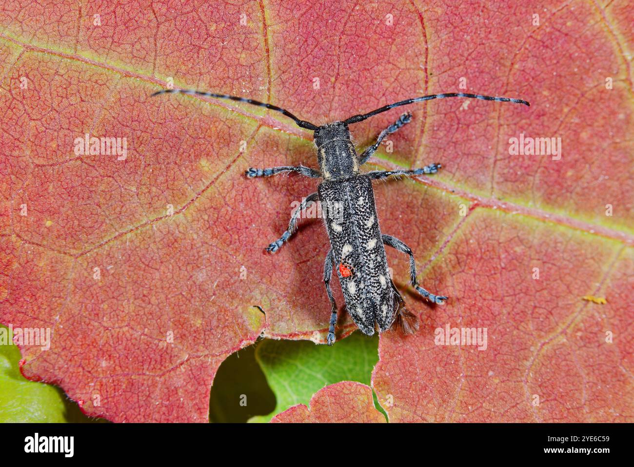 Saperdaart hi-res stock photography and images - Alamy