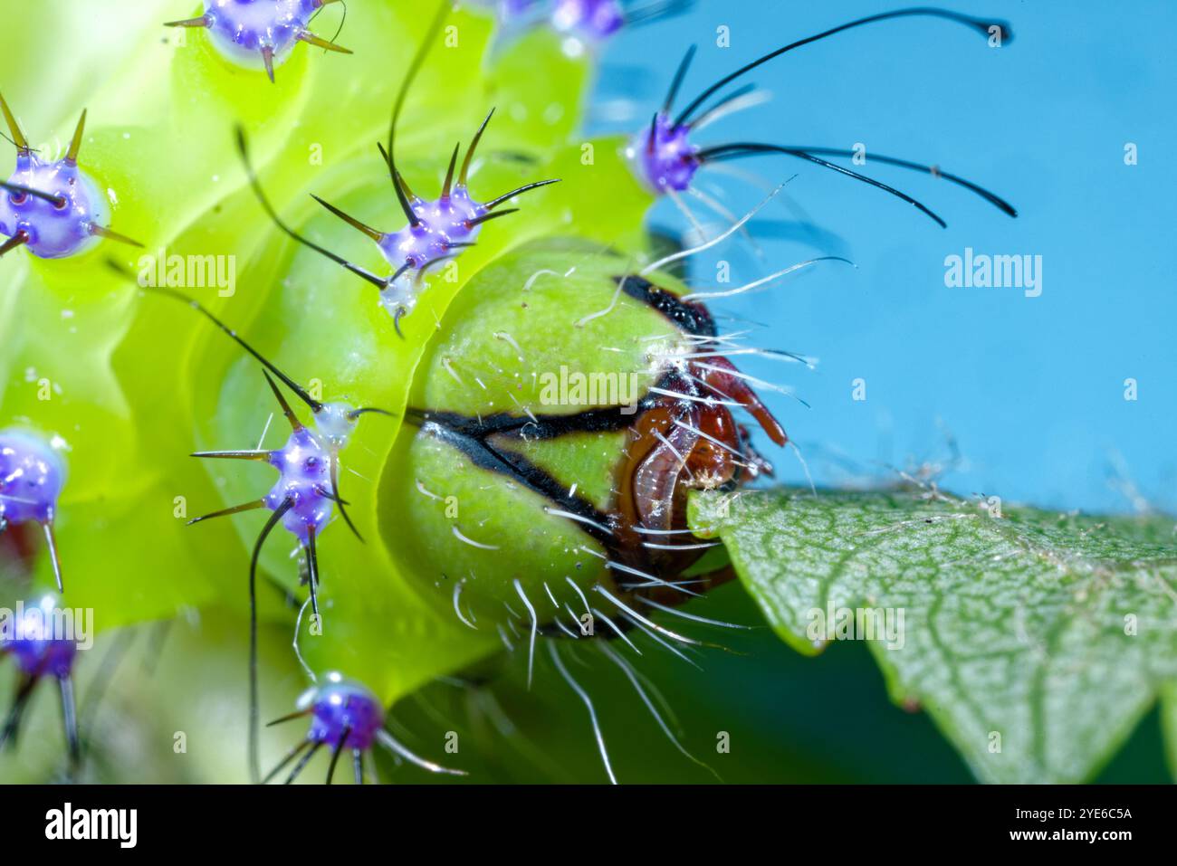 Large Emperor Moth, Giant Peacock Moth, Great Peacock Moth, Giant ...