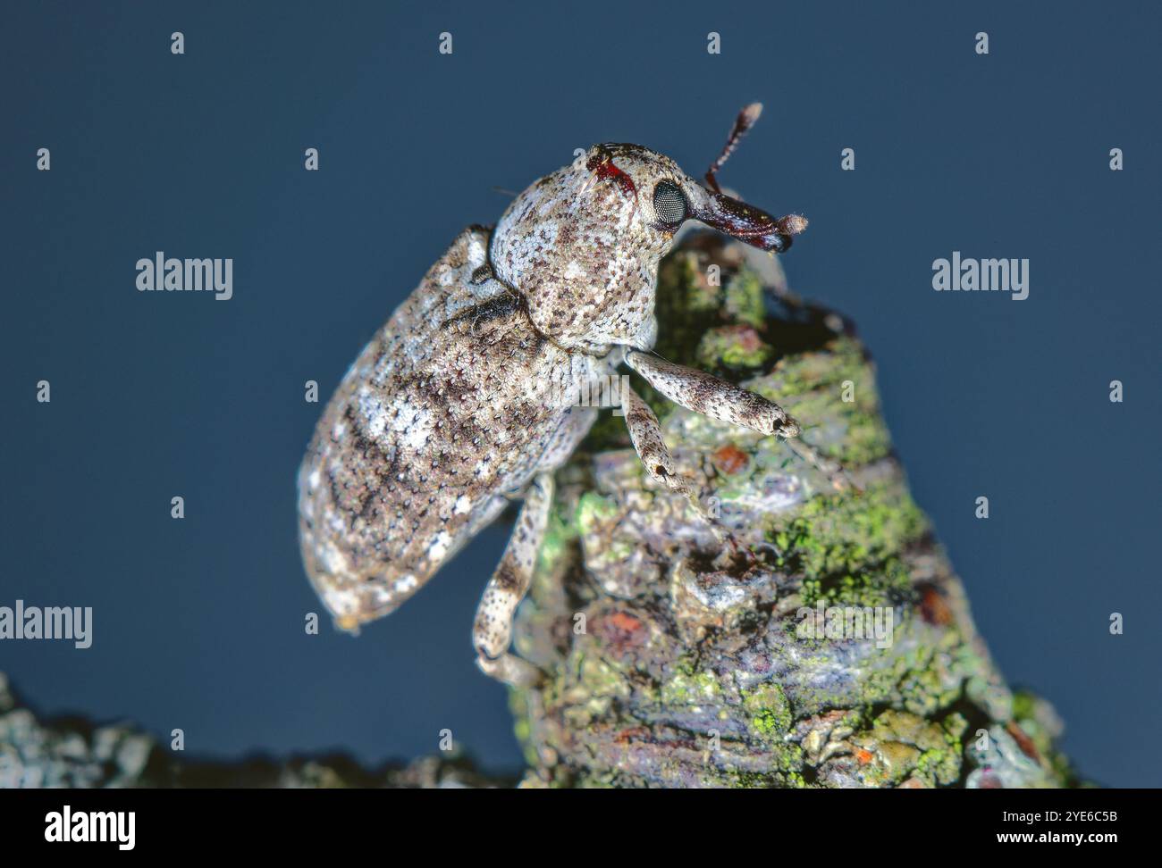 oak weevil (Gasterocercus depressirostris), Side view, primeval forest ...
